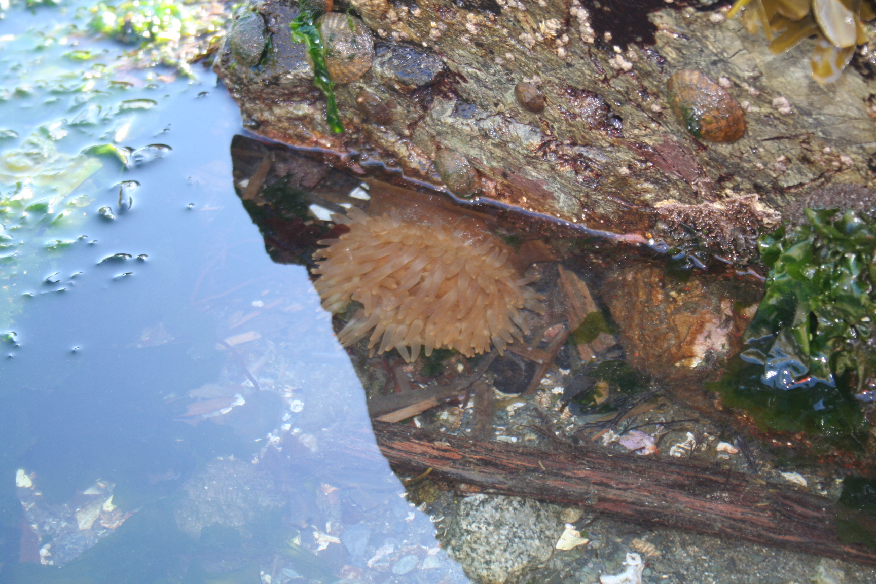 Surveying Algae Transects + Awesome Art | Salish Sea Sciences Student ...